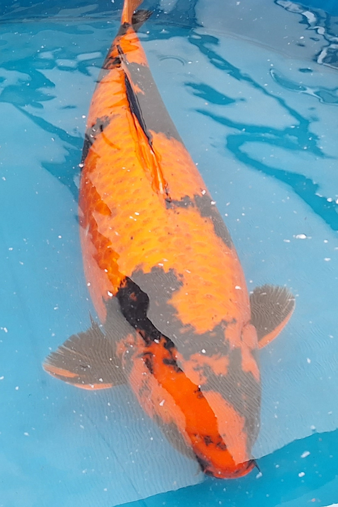 Bekijk de schitterende koi die deelnemen aan de online KoiGames