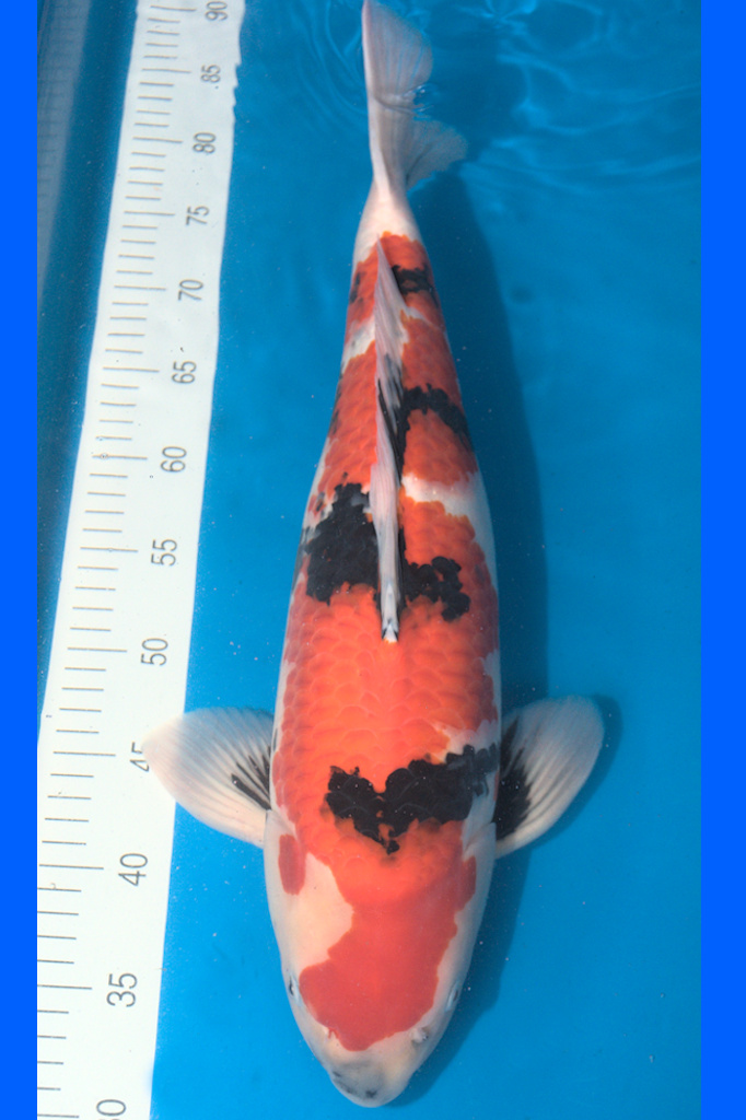 Bekijk de schitterende koi die deelnemen aan de online KoiGames