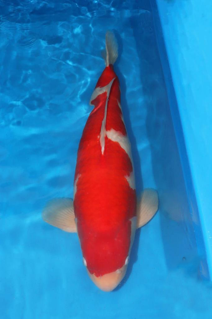 Bekijk de schitterende koi die deelnemen aan de online KoiGames